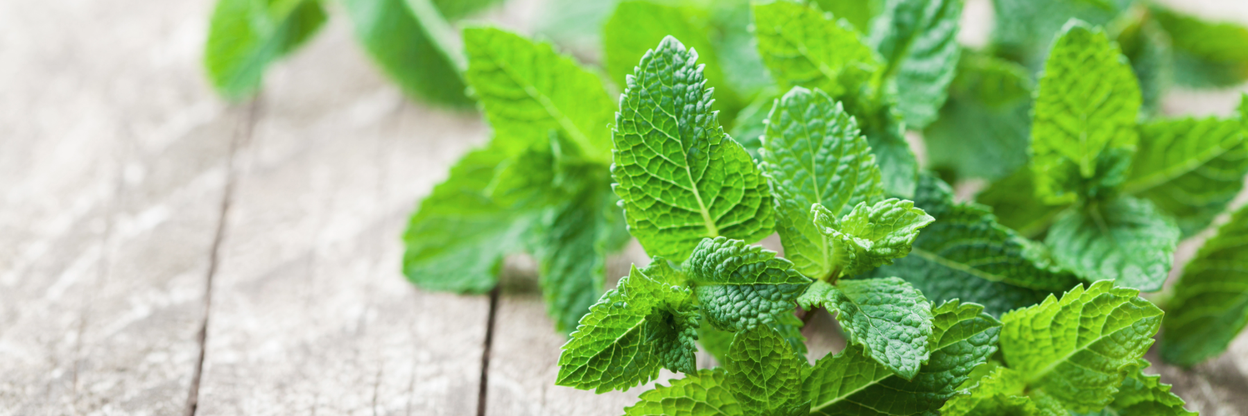 Peppermint for Blood Flow — Graydon Skincare